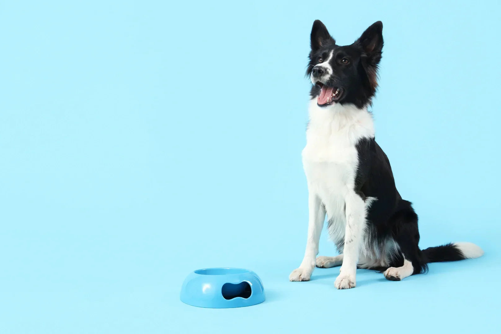 Dog Impulse Control: Training Exercises, Pro Tips & Common Mistakes