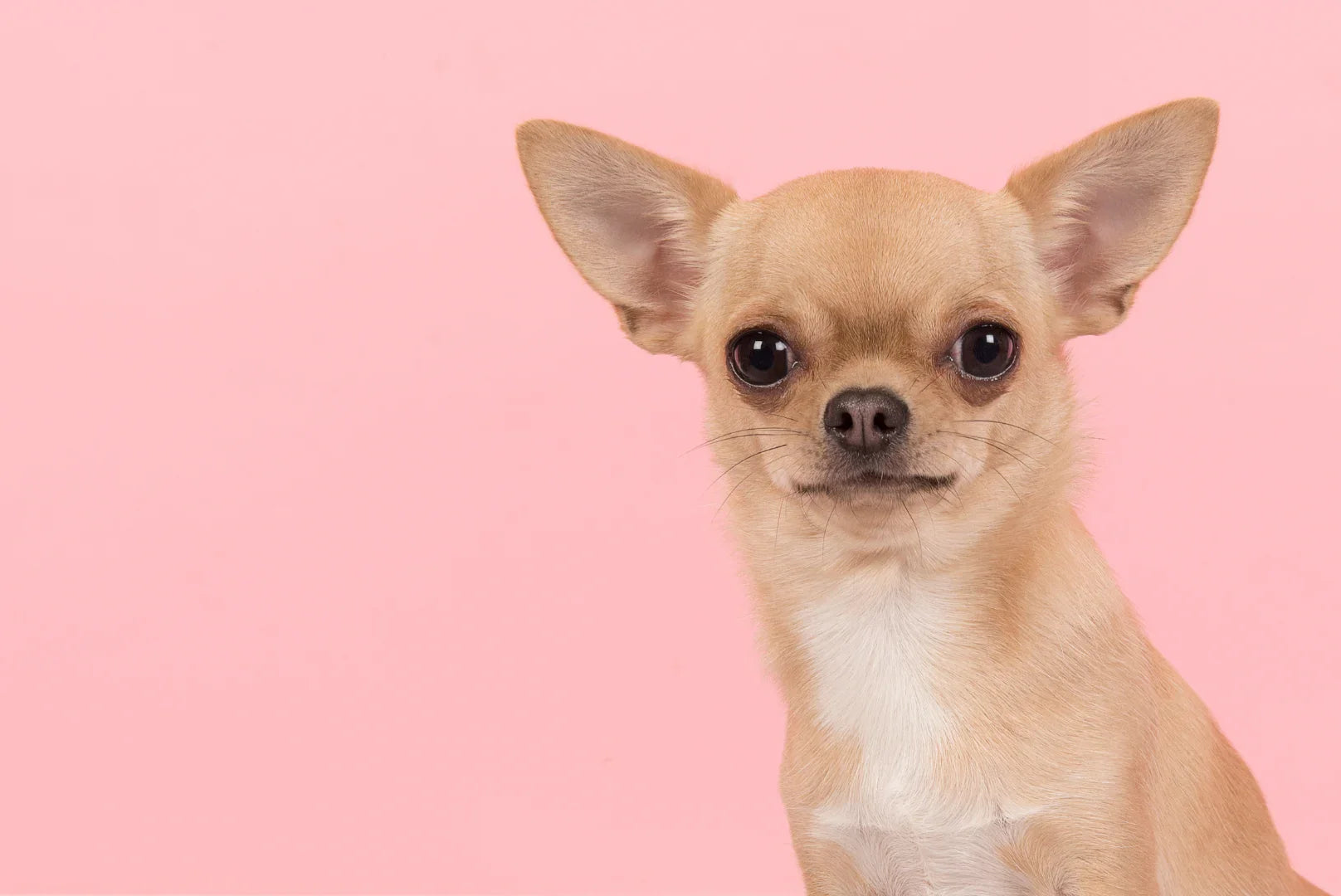 Chihuahua Breed Guide – Tiny Dog, Big Personality