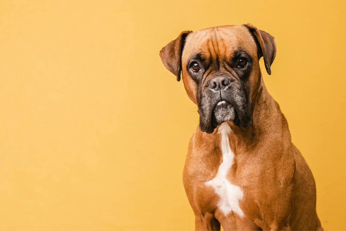 German Boxer Dog: Breed Profile, Training, Health & Heat Safety Guide